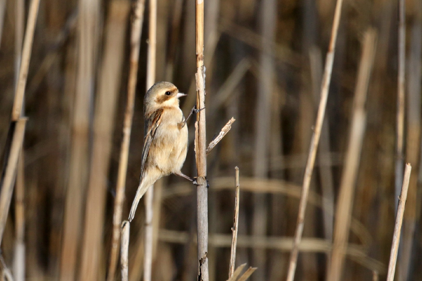 Pájaro moscón chino (Remiz consobrinus) - Picture Bird