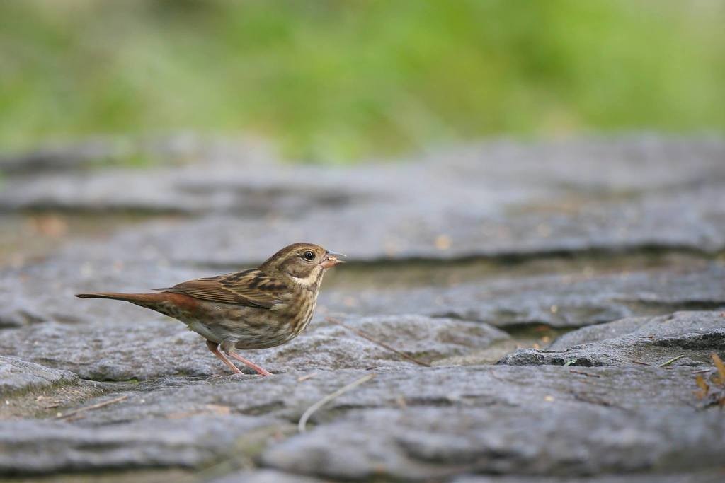 Escribano gris (Emberiza variabilis) - Picture Bird
