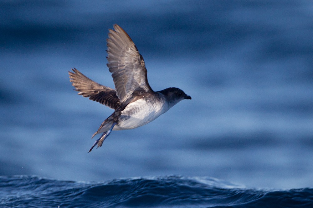 Yunco de los canales (Pelecanoides urinatrix) - Picture Bird