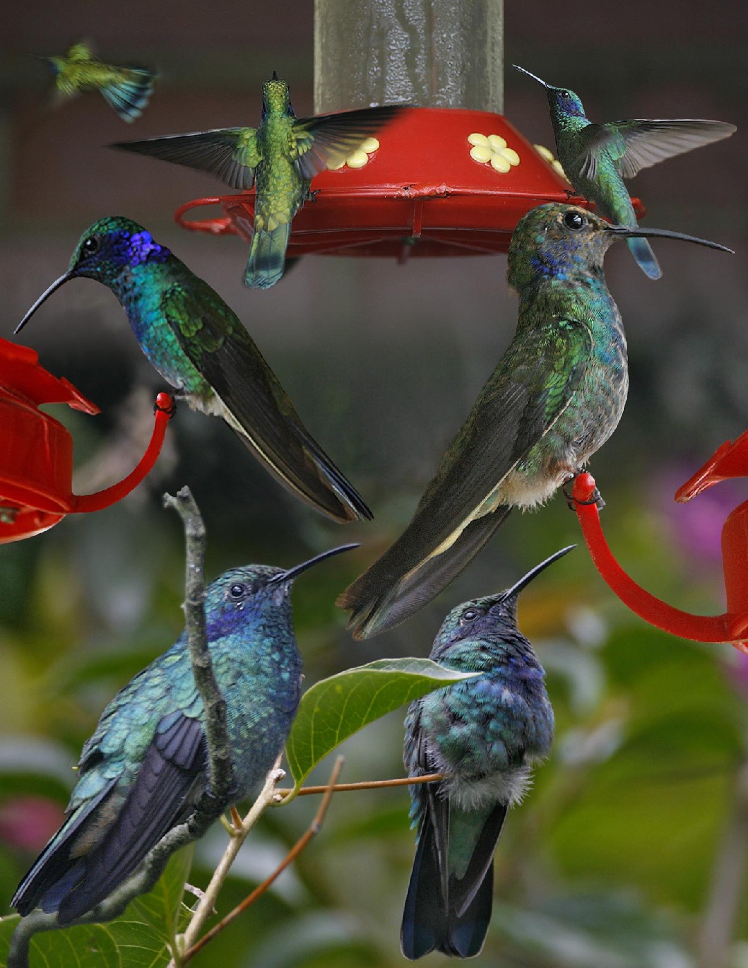 Mexican violetear (Colibri thalassinus) - Picture Bird