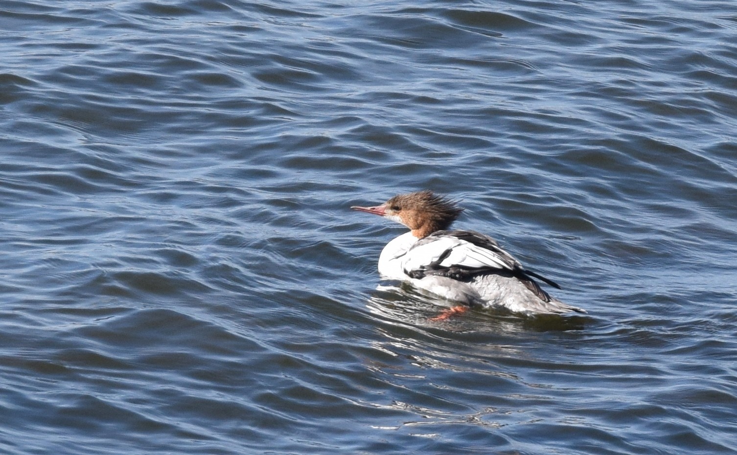 Serretas (Mergus) - Picture Bird