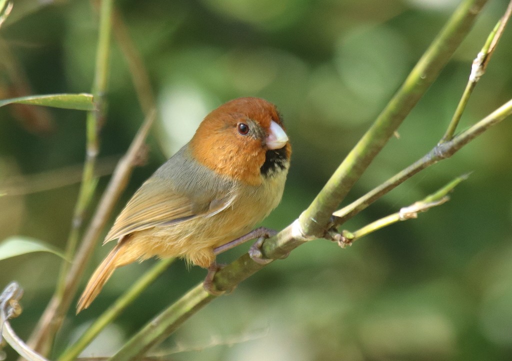 Short-tailed parrotbill (Neosuthora davidiana) - Picture Bird