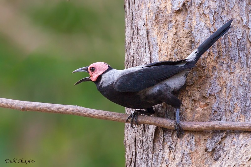 Coleto (Sarcops calvus) - Picture Bird
