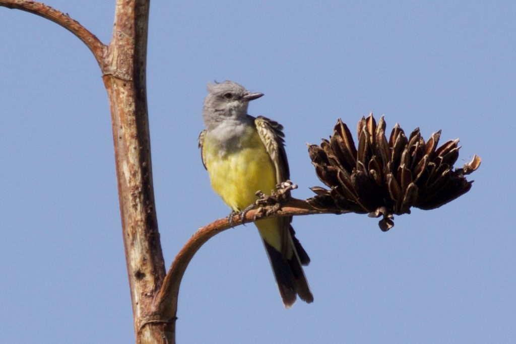 Western kingbird (Tyrannus verticalis) - Picture Bird