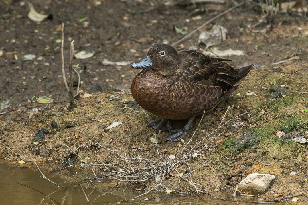 Cerceta maorí (Anas chlorotis) - Picture Bird