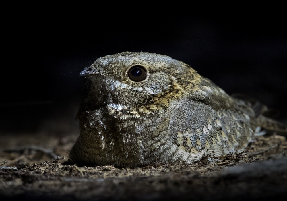 Chotacabras nubio (Caprimulgus nubicus) - Picture Bird