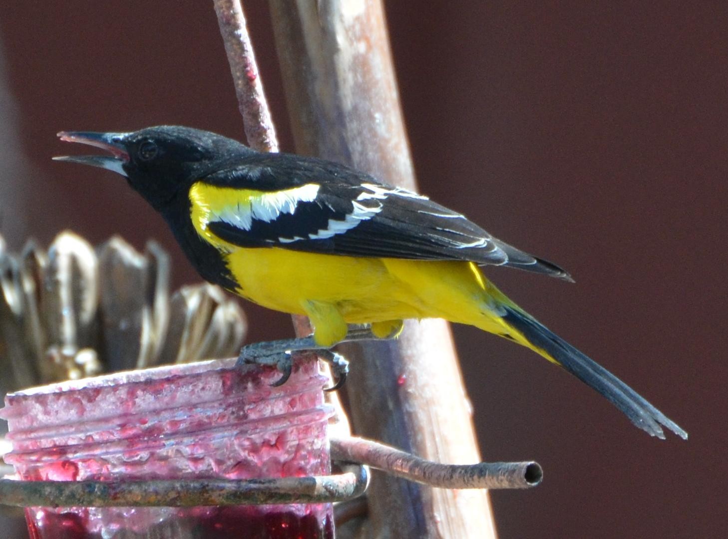 Turpial de scott (Icterus parisorum) - Picture Bird