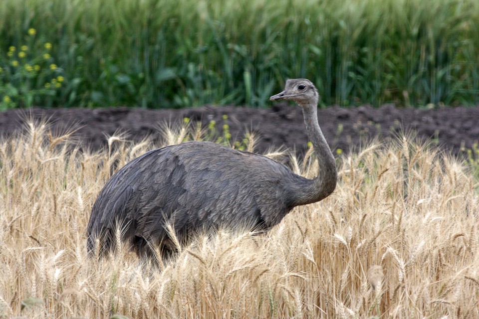 Ñandú común (Rhea americana) - Picture Bird