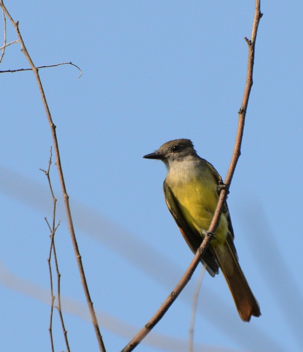 Copetón viajero (Myiarchus crinitus) - Picture Bird