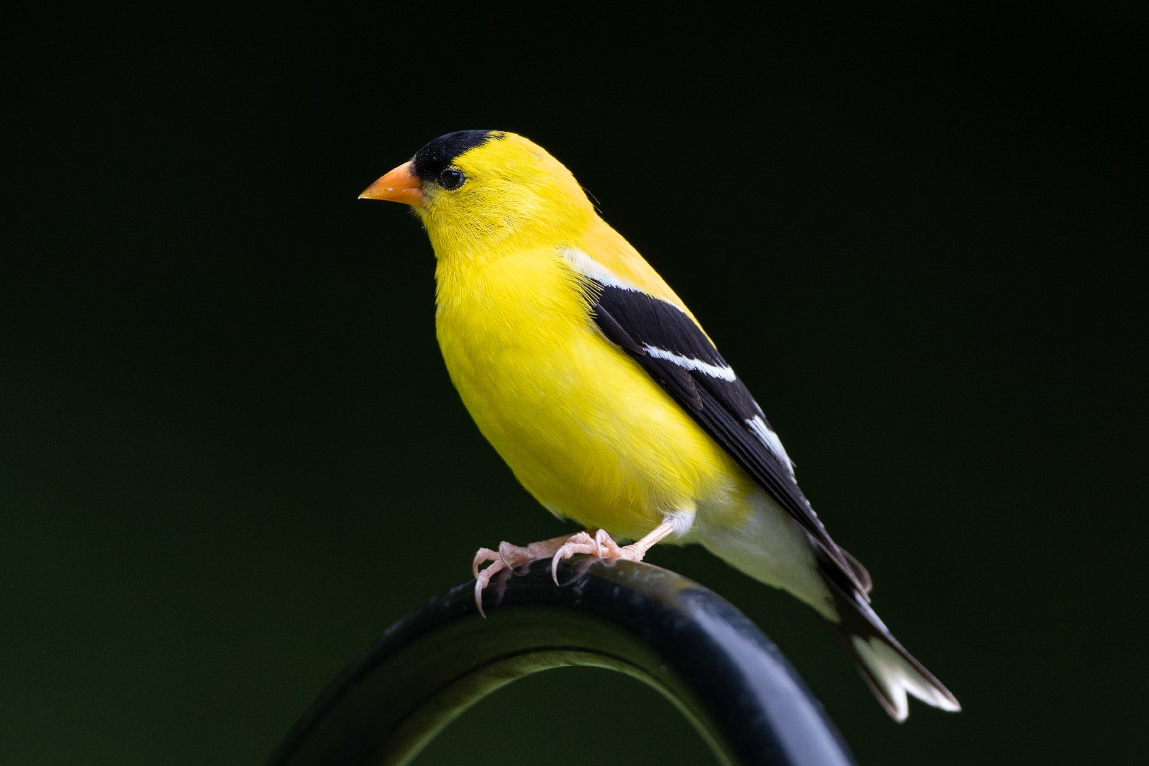 Jilguero norteamericano (Spinus tristis) - Picture Bird