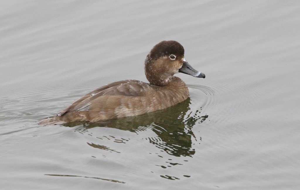 Porrón acollarado (Aythya collaris) - Picture Bird