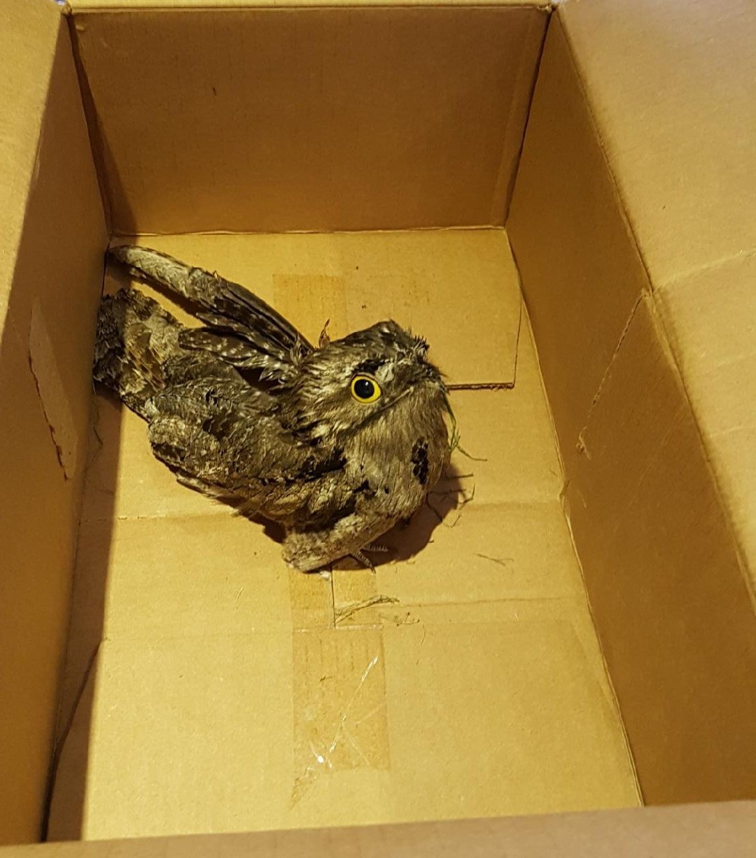 Nictibio urutaú (Nyctibius griseus) - Picture Bird