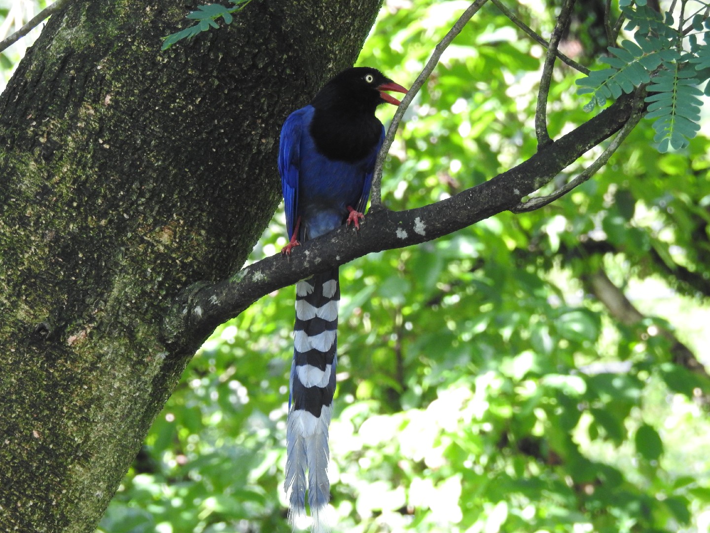 Urraca de formosa (Urocissa caerulea) - Picture Bird