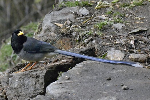 Urraca piquigualda (Urocissa flavirostris) - Picture Bird