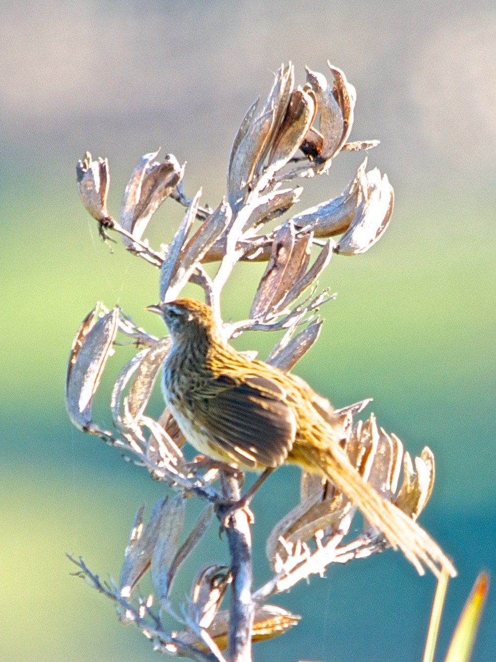 Megalurus (Megalurus) - Picture Bird