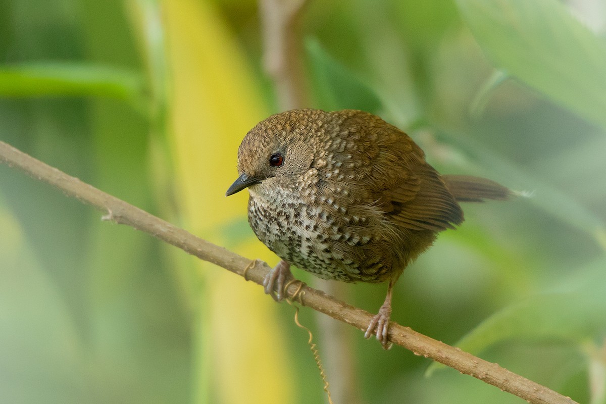 Ratina de los chin (Spelaeornis oatesi) - Picture Bird
