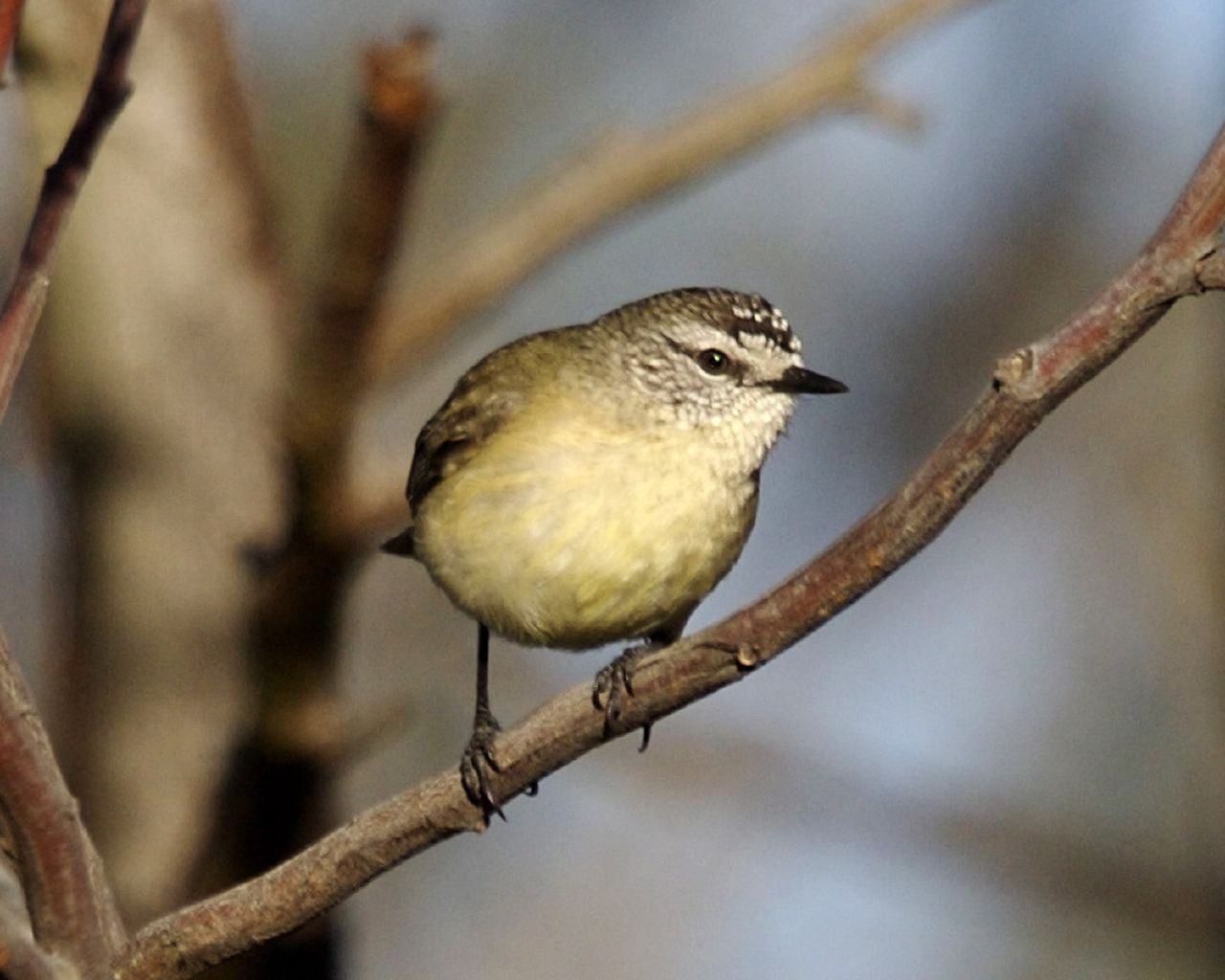 Acantiza culigualda (Acanthiza chrysorrhoa) - Picture Bird