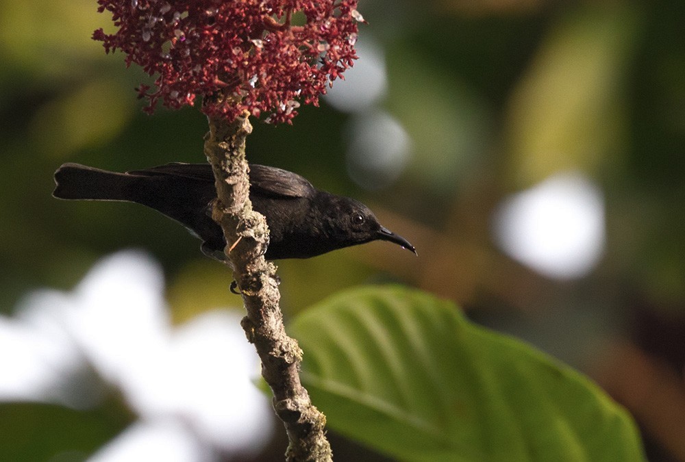 Mielero negro (Myzomela nigrita) - Picture Bird