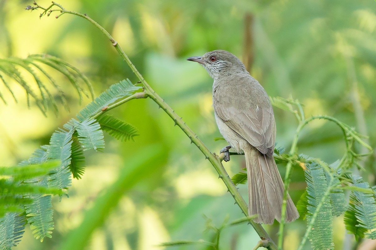 Pycnonotus (Pycnonotus) - Picture Bird