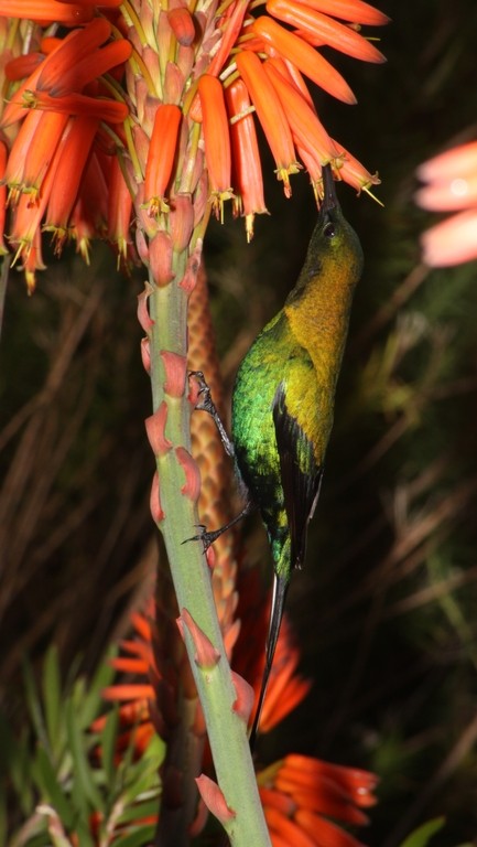 Suimanga malaquita (Nectarinia famosa) - Picture Bird