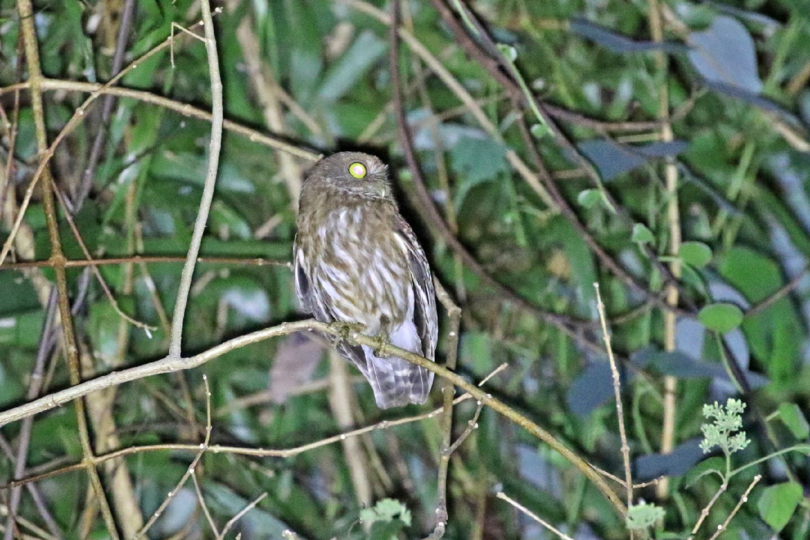 Nínox de luzón (Ninox philippensis) - Picture Bird