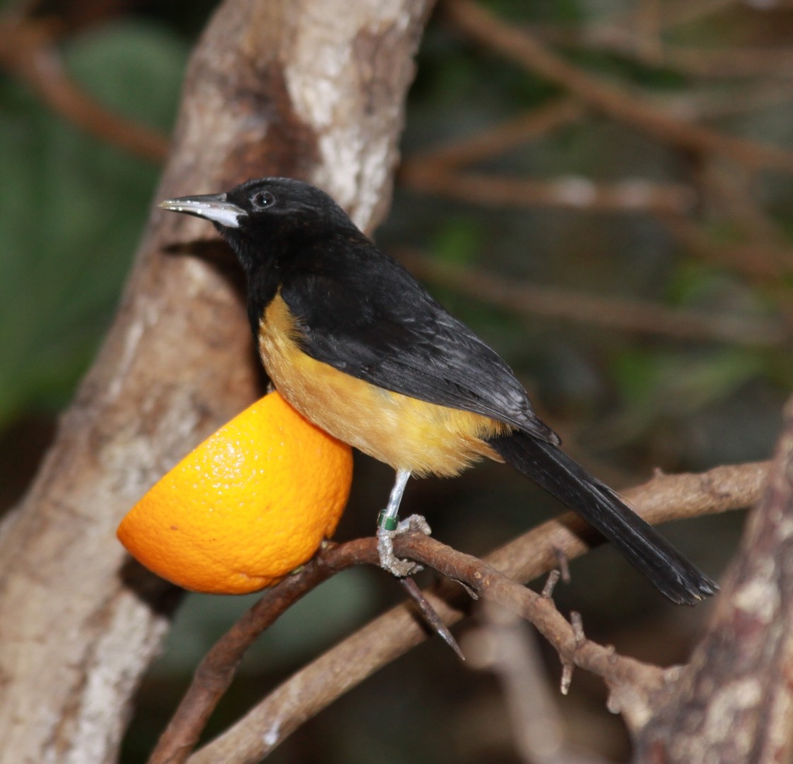 Turpial de montserrat (Icterus oberi) - Picture Bird