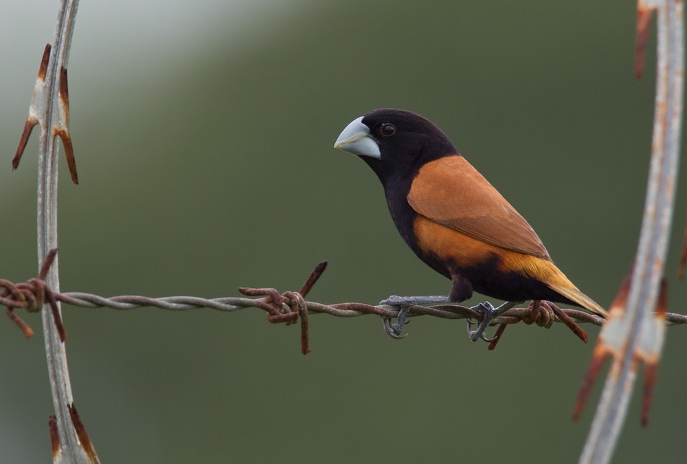 Capuchino grande (Lonchura grandis) - Picture Bird