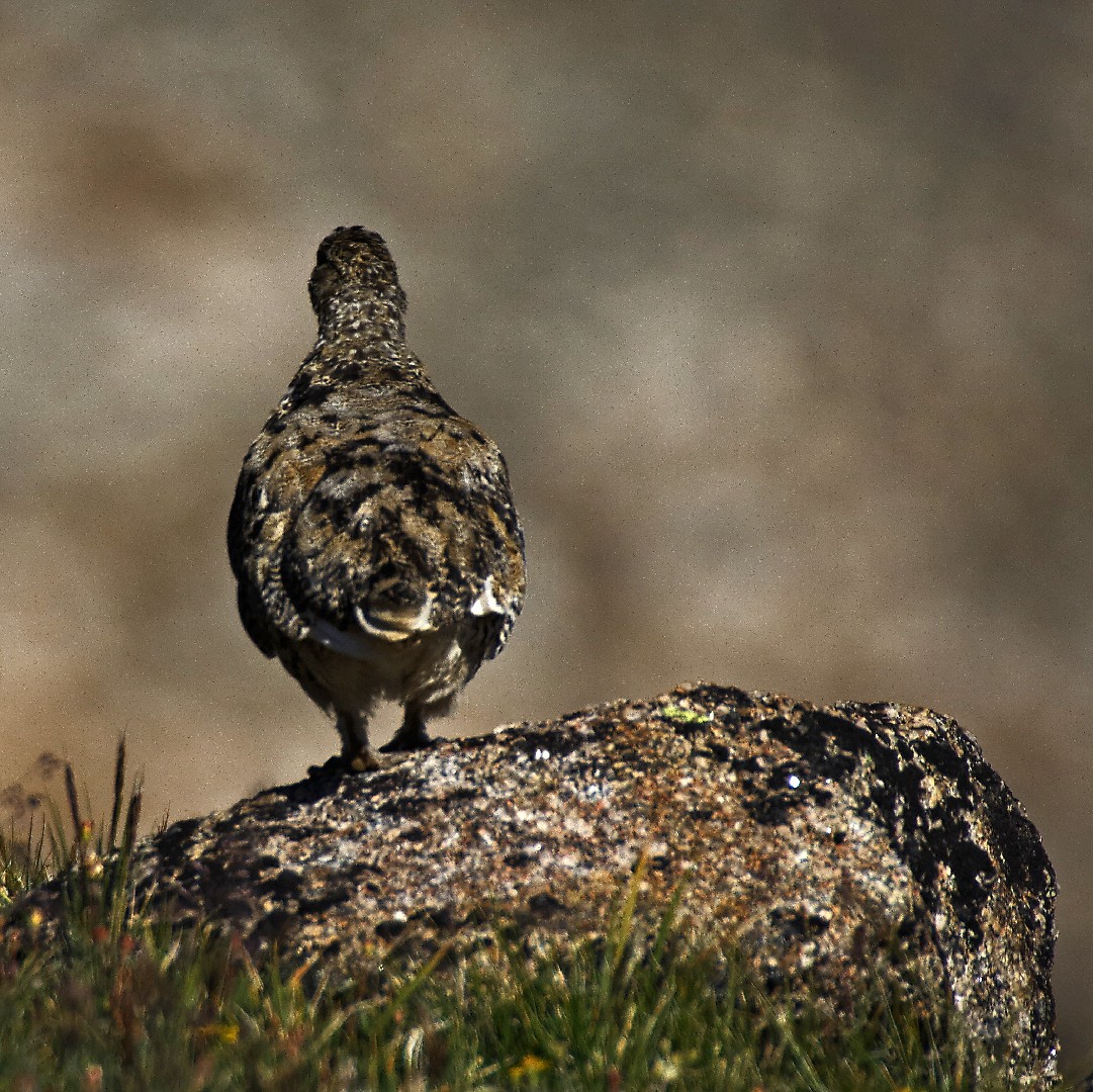 Lagópodo coliblanco (Lagopus leucura) - Picture Bird