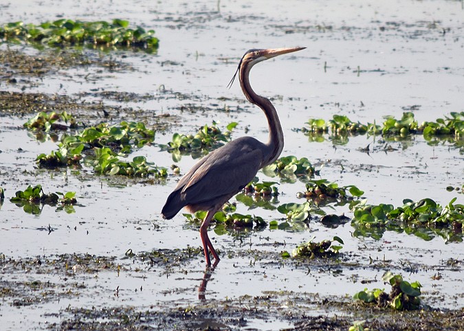 Garza imperial (Ardea purpurea) - Picture Bird