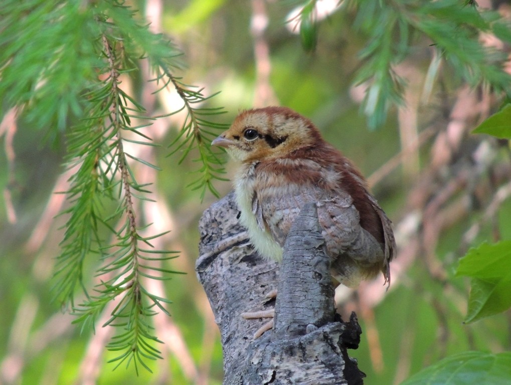 Grévol común (Tetrastes bonasia) - Picture Bird