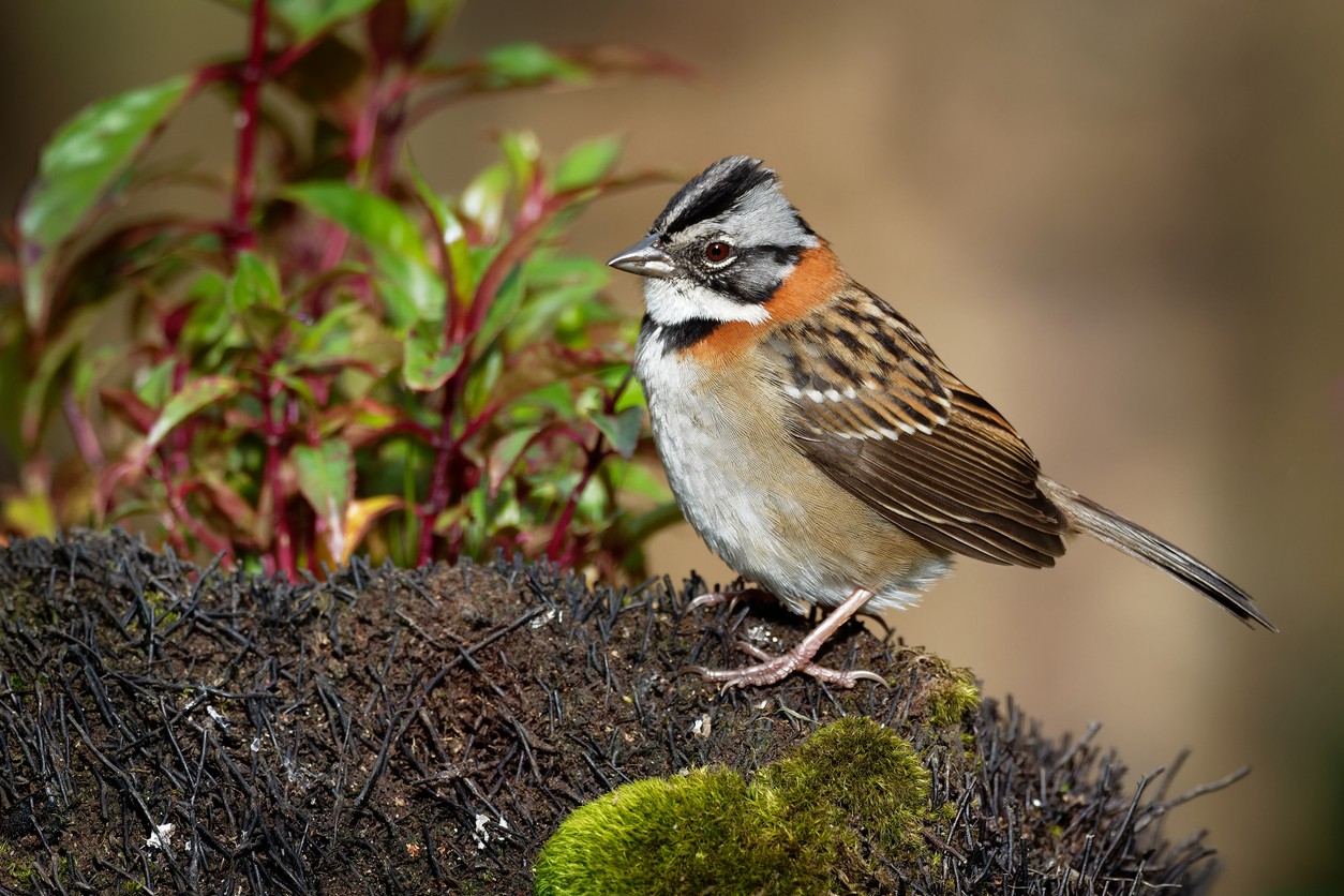 Chingolo (Zonotrichia capensis) - Picture Bird