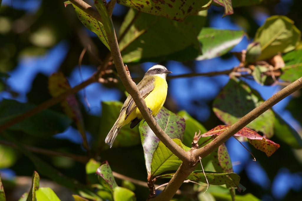 Bienteveo sociable (Myiozetetes similis) - Picture Bird