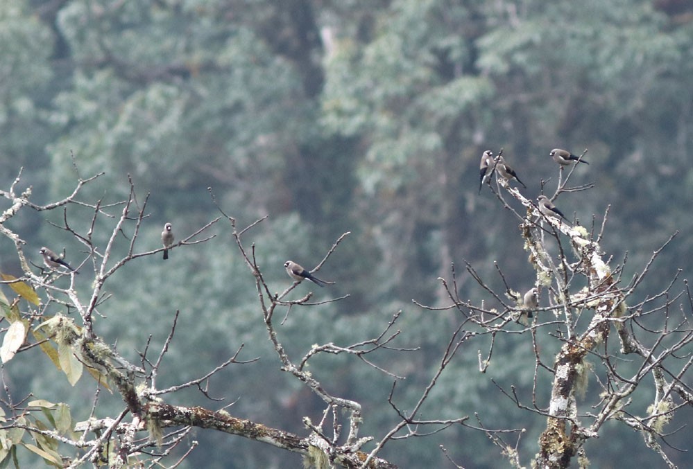 Camachuelo pardo (Pyrrhula nipalensis) - Picture Bird