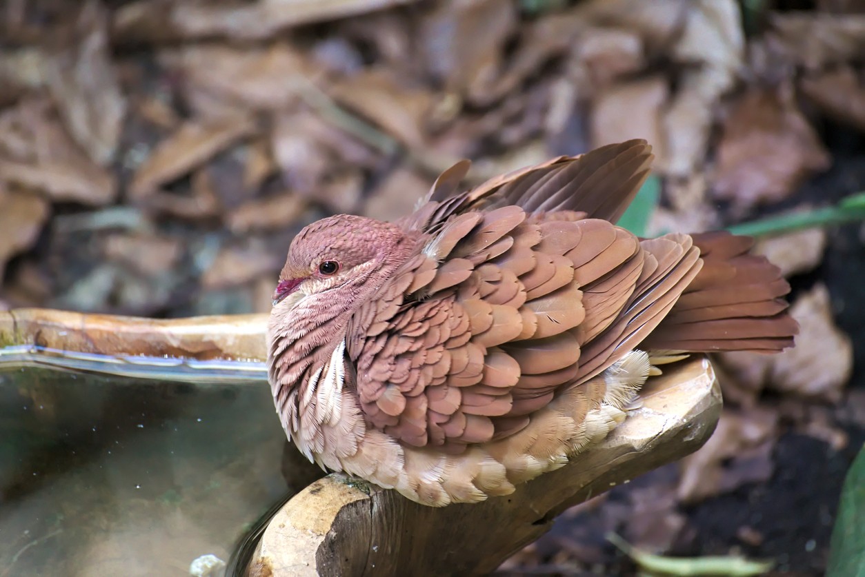 Paloma perdiz común (Geotrygon montana) - Picture Bird