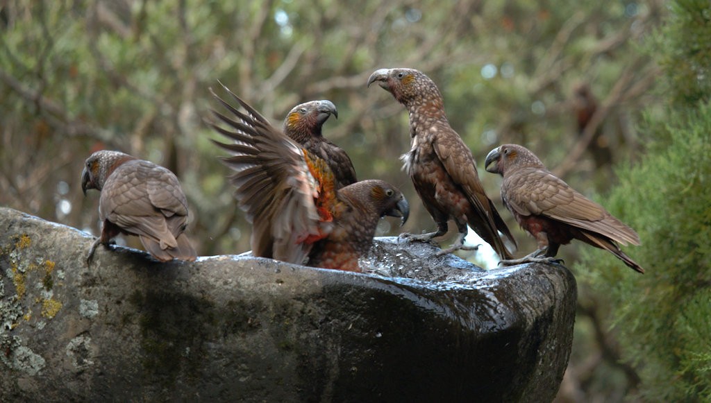 Nestor (Nestor) - Picture Bird