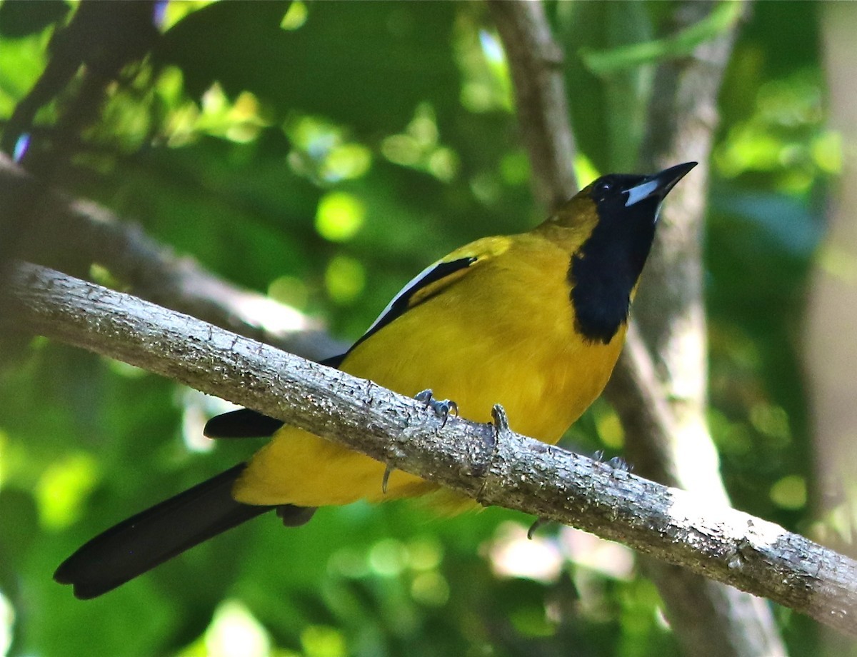 Bolseros (Icterus) - Picture Bird