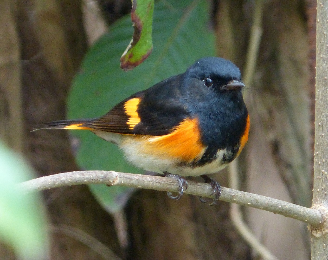 Candelita norteña (Setophaga ruticilla) - Picture Bird