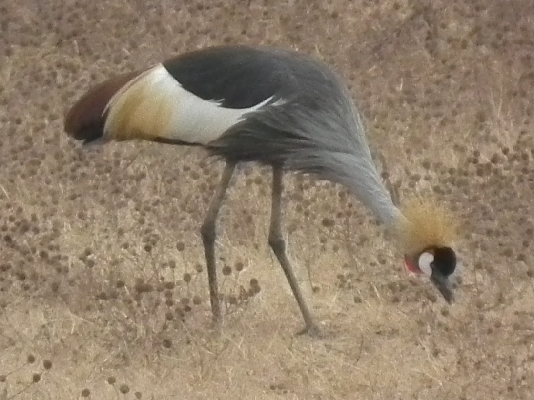 Balearica regulorum gibbericeps (Balearica regulorum gibbericeps ...