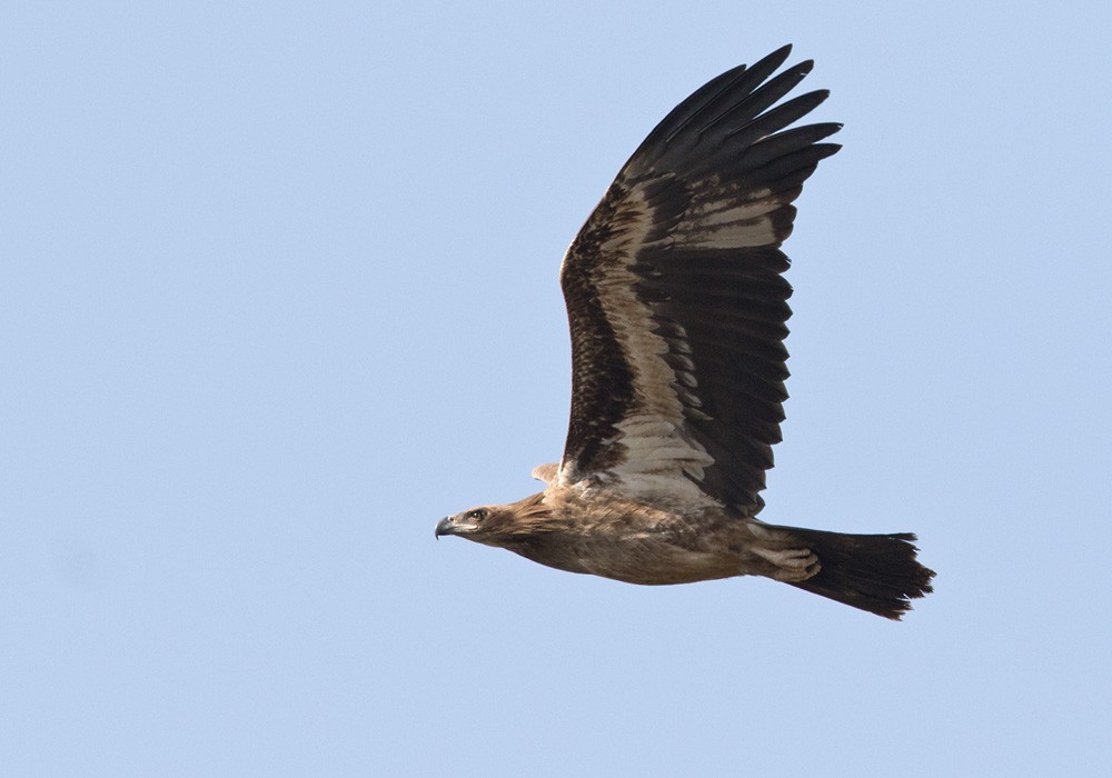 Pigargo de pallas (Haliaeetus leucoryphus) - Picture Bird