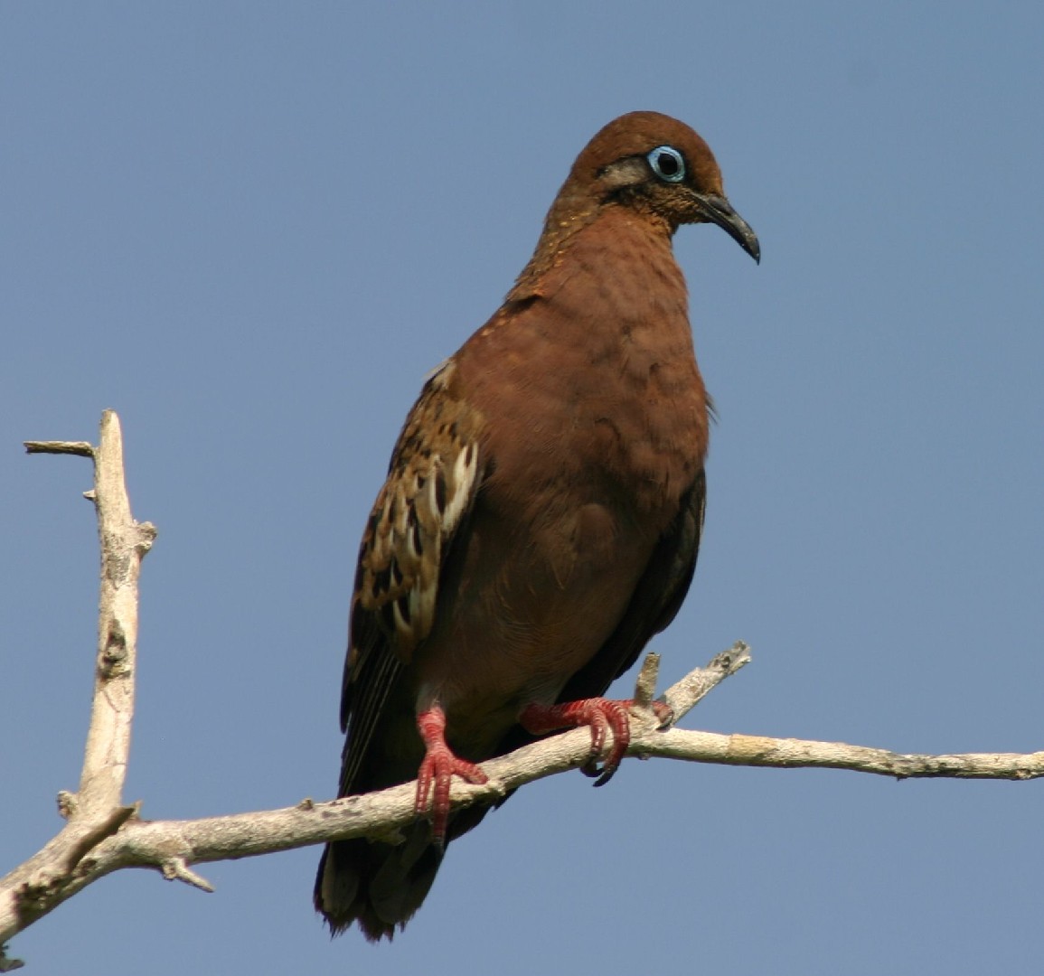 Галапагосская горлица (Zenaida galapagoensis) - Picture Bird