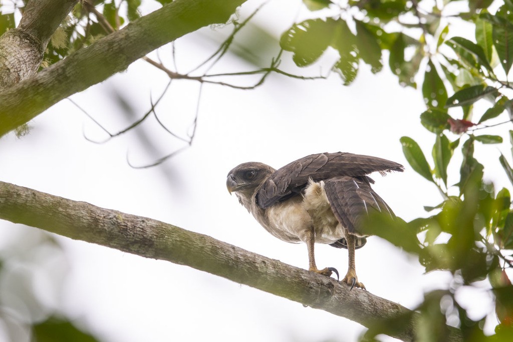 Arpía papúa (Harpyopsis novaeguineae) - Picture Bird