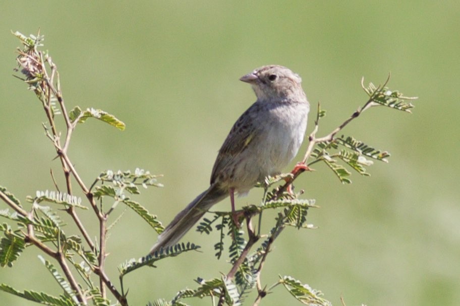 Chingolo de botteri (Peucaea botterii) - Picture Bird