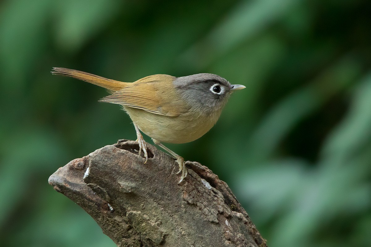 Fulveta nepalesa (Alcippe nipalensis) - Picture Bird