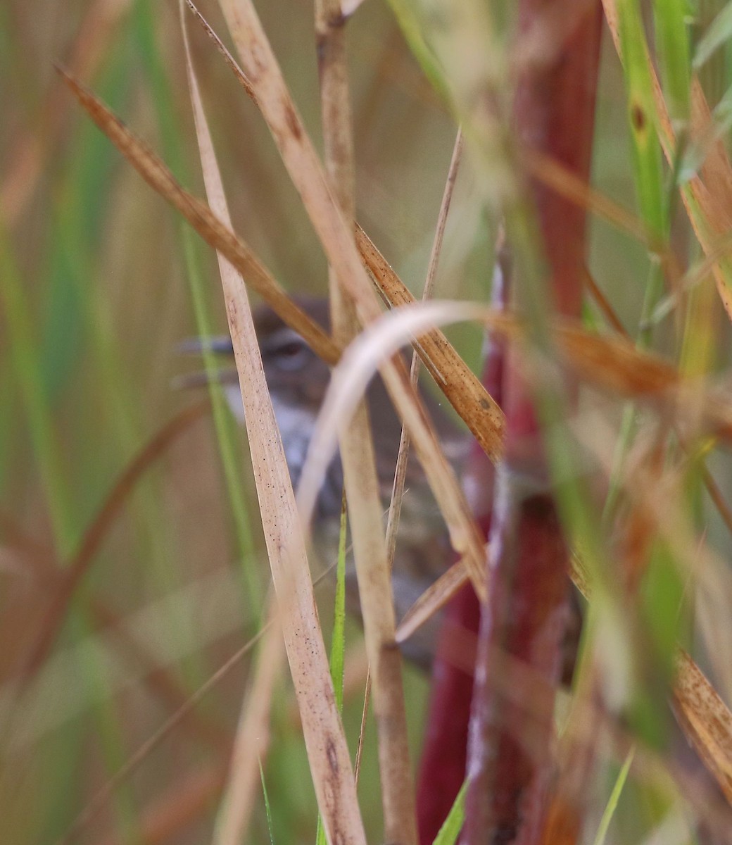 Pellorneum palustre (Pellorneum palustre) - Picture Bird