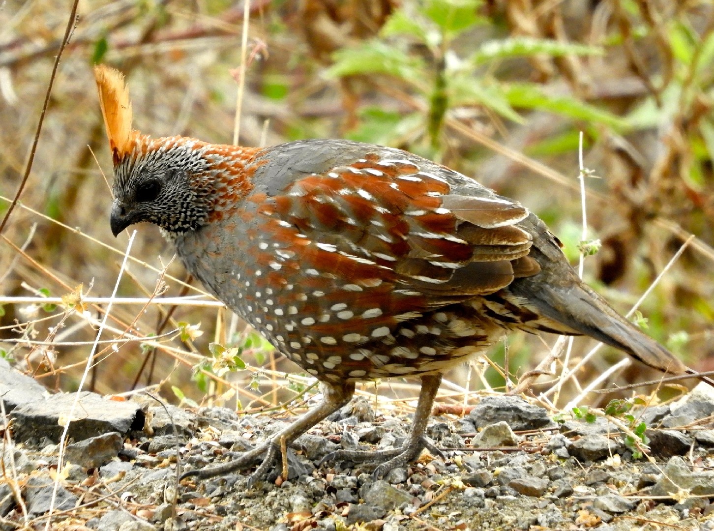 Colín elegante (Callipepla douglasii) - Picture Bird