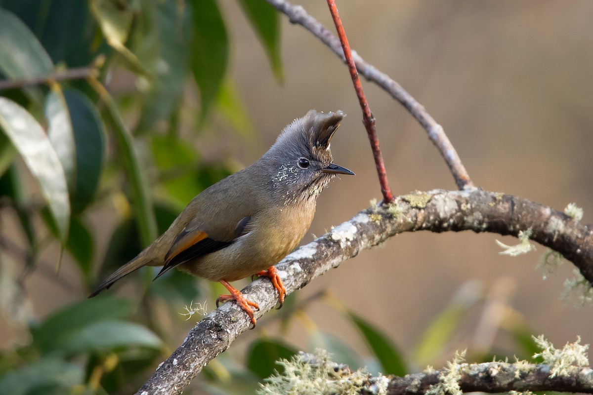 Yuhina goliestriada (Yuhina gularis) - Picture Bird