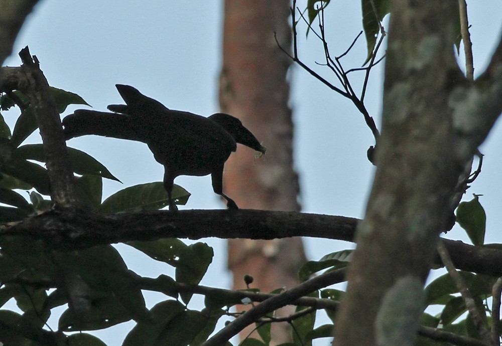 Cuervo de flores (Corvus florensis) - Picture Bird