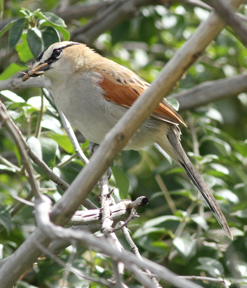 Tchagra (Tchagra) - Picture Bird