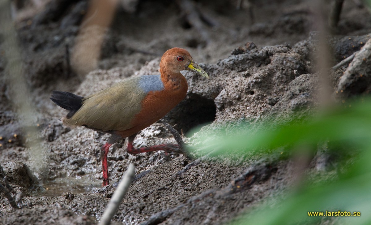 Cotara cuellirrufa (Aramides axillaris) - Picture Bird