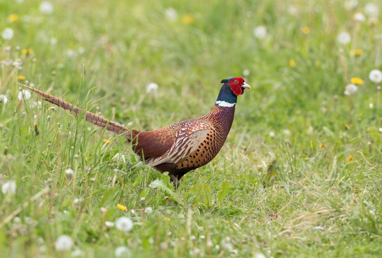 Faisán vulgar (Phasianus colchicus) - Picture Bird